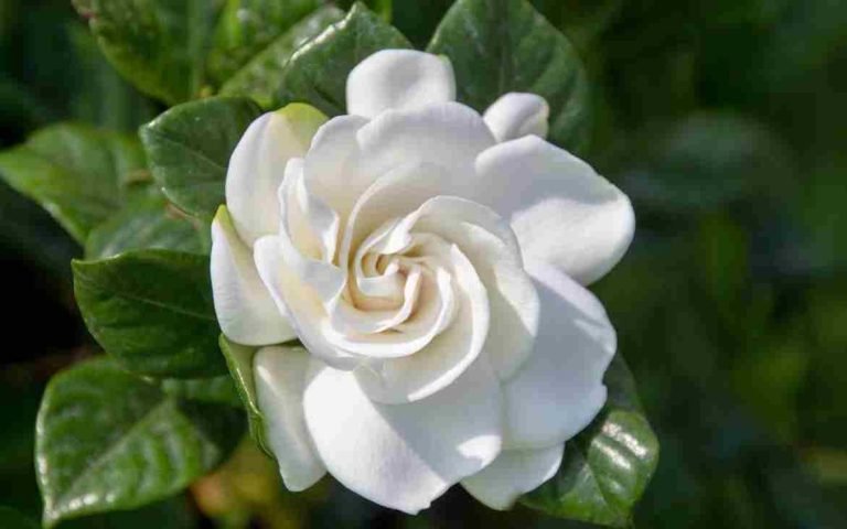 Top 10+ Most Fragrant Flowers in India That Smells Good