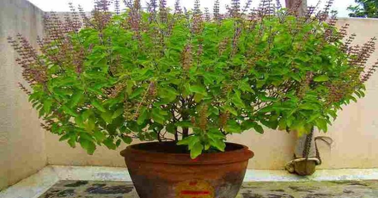 Tulsi Plant Vastu (Source: Pinterest)